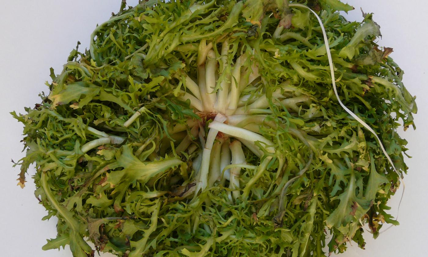 Endivie (Chicorée), roh (de)